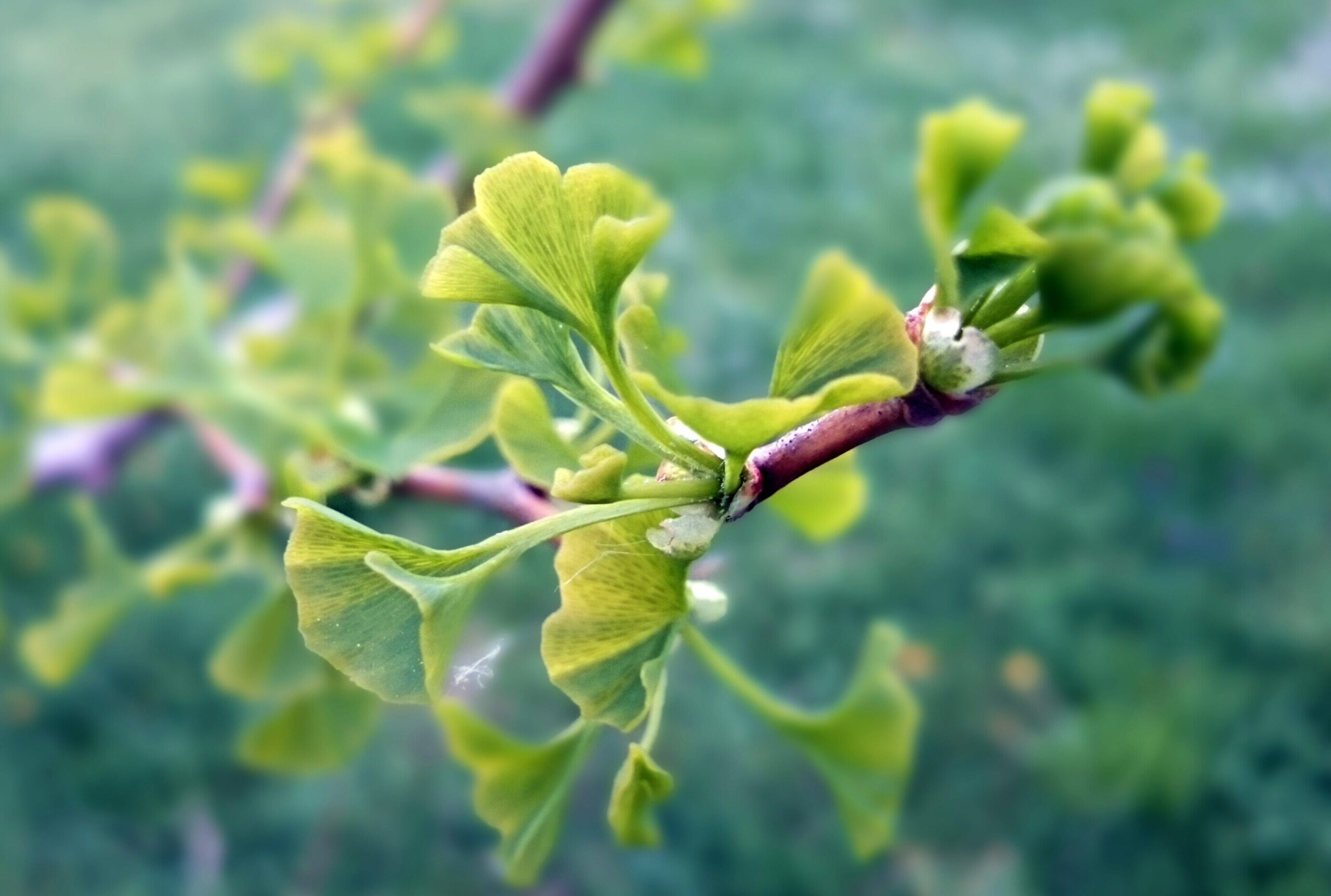 Evolution of the molecular mechanisms controlling development of the ...