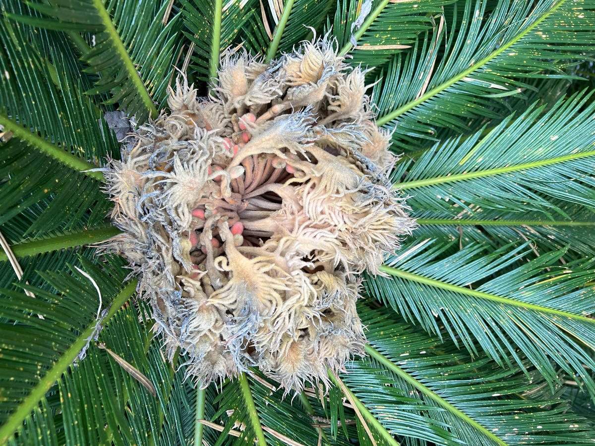 Study of the genes involved in development of male and female ...